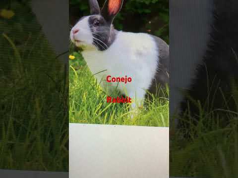 how to speak in spanish( rabbit)