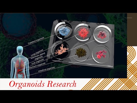Current Research on Organoids Explained in 9 Minutes