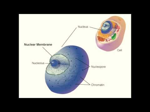 What is a Nuclear Membrane?