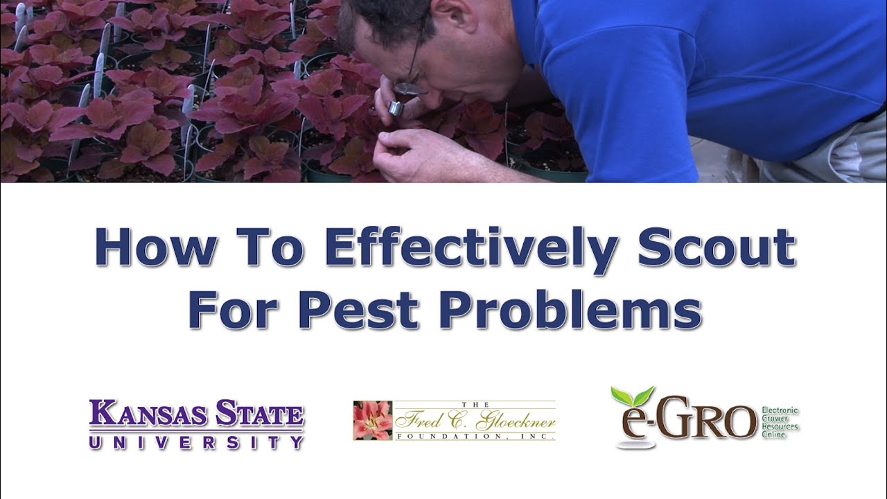 How To Effectively Scout For Pest Problems (Revised)