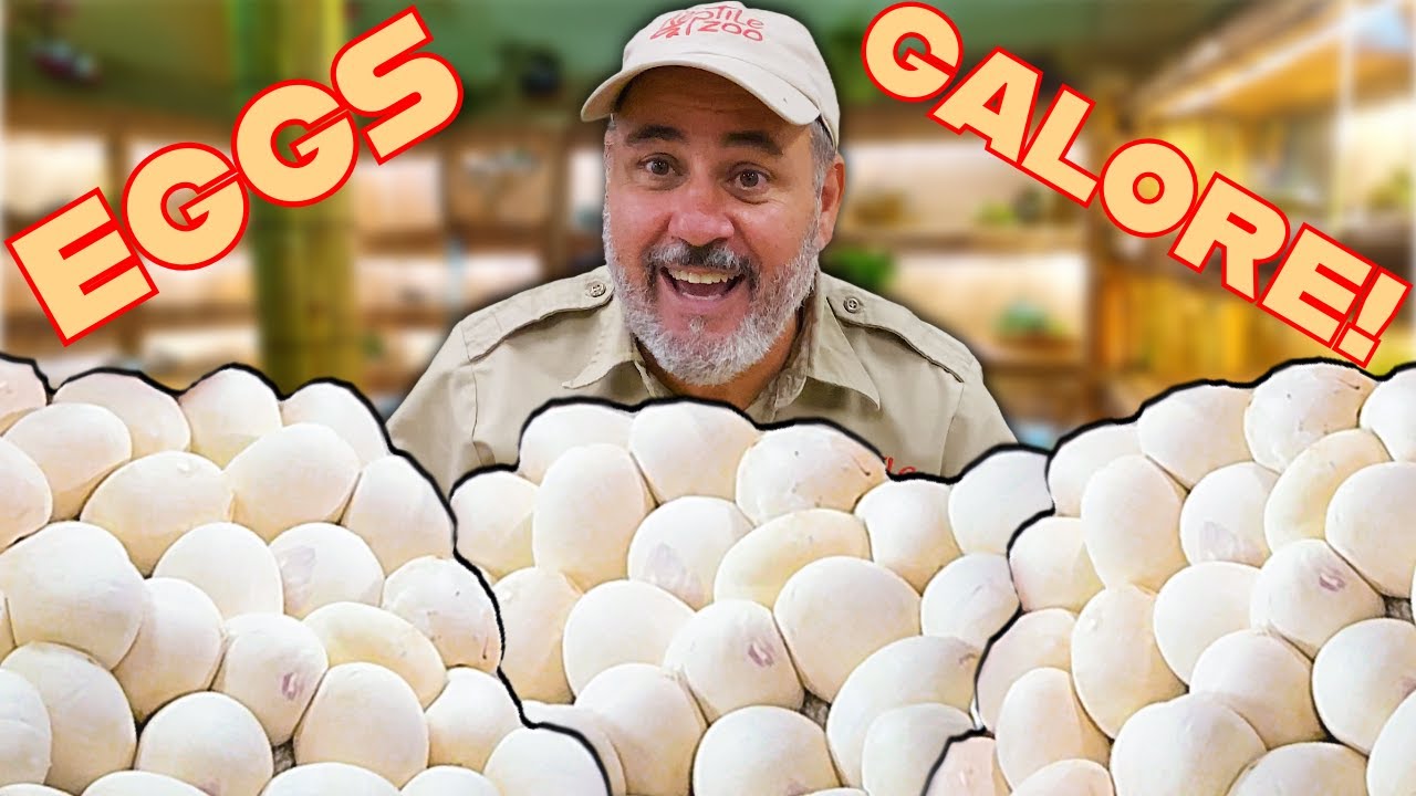 Giant Snake Egg Hatching Compilation😳
