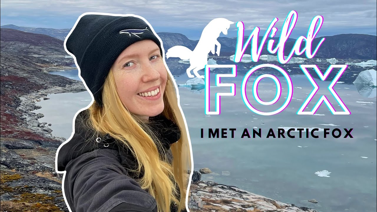 Arctic Fox Up Close in Greenland