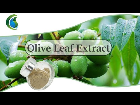 Benefits of olive leaf extract (20% oleuropein) powder,Used in beauty products and health products