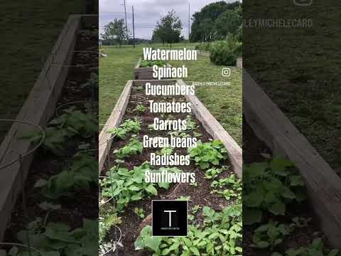 Marketing Truth’s “Inside”- My Urban Gardening Journey Pt 3