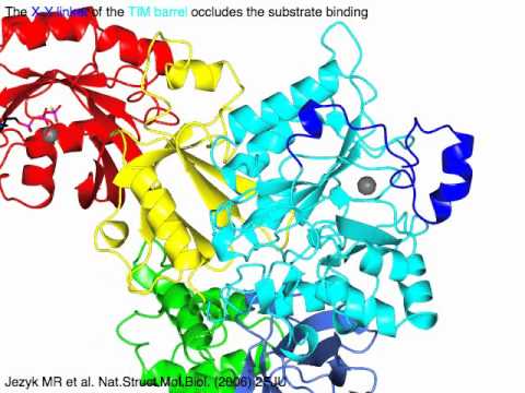 Phospholipase C beta activation, Rac1 and Gq-alpha