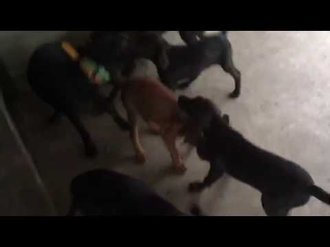 Reg. Plott Hound puppies.