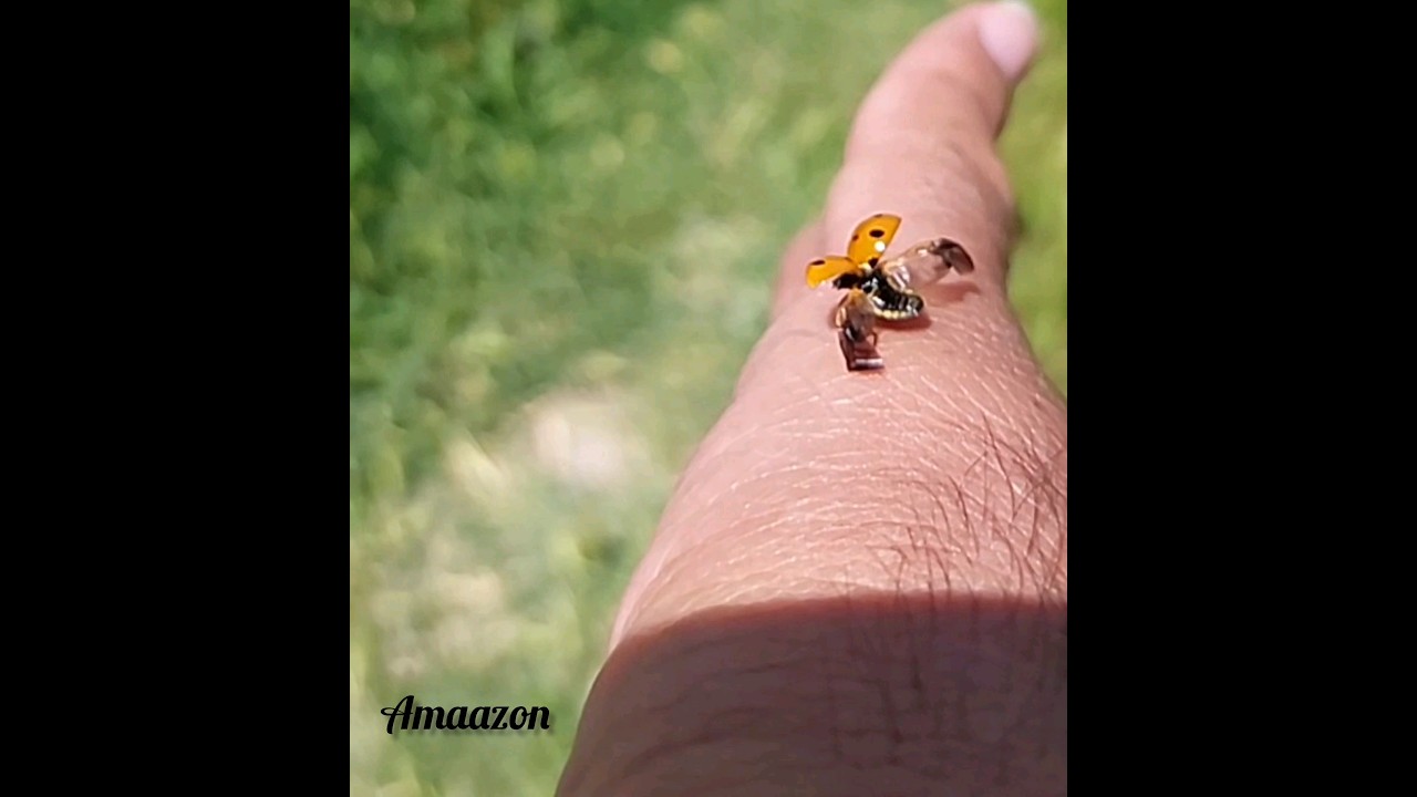 flying ladybug *new version*