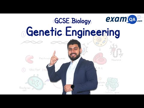 Genetic Engineering | GCSE Biology
