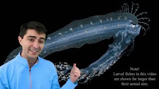 Big Discoveries from Little Fishes: Dr. Matthew Girard, Research ...