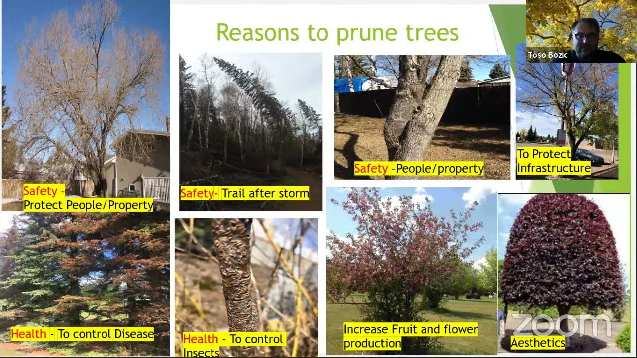 Tree Workshop - Tree Pruning Basics