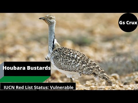 Houbara Bustards Species in news