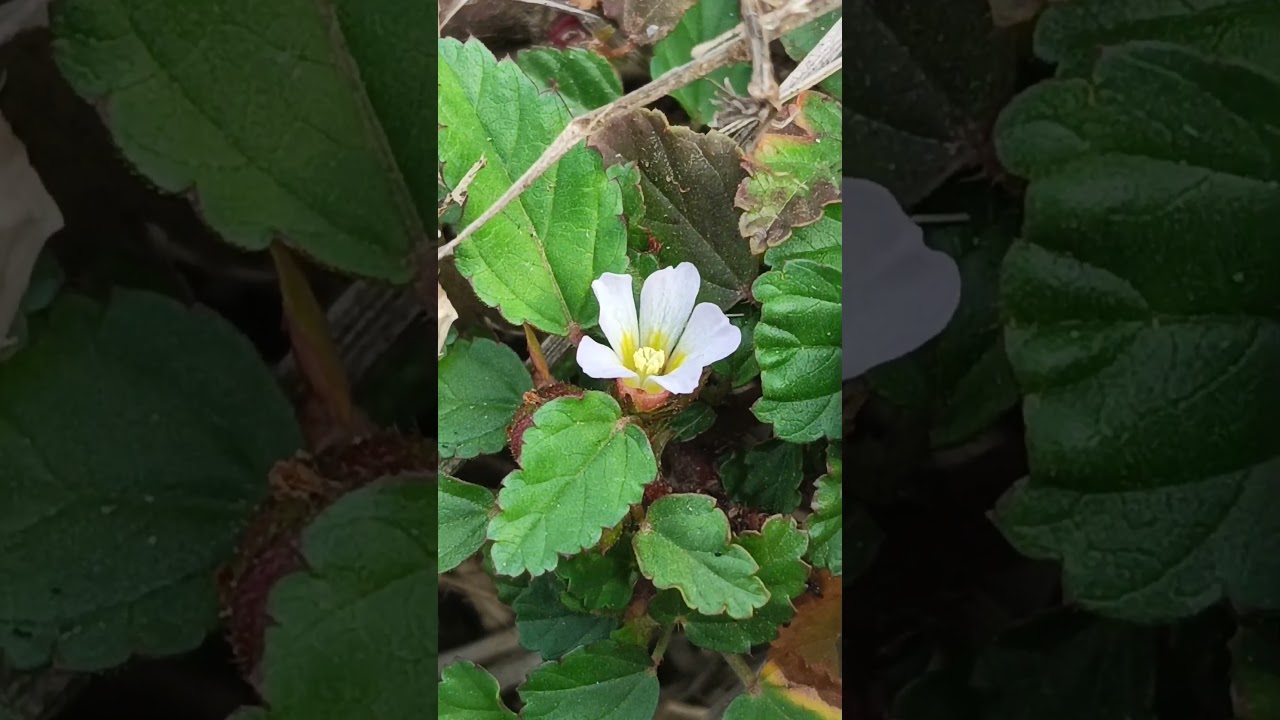 Melochia corchorifolia(Malvaceae family) #trending #nature #garden #gardening #forest #flowers #fact