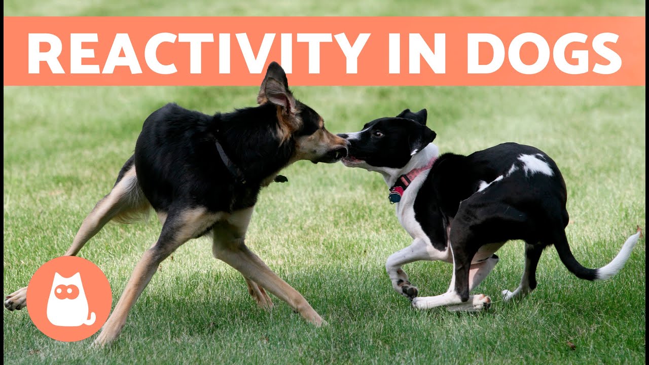My DOG Goes CRAZY Around Other DOGS 🐶 (6 Causes of a REACTIVITY in DOGS)
