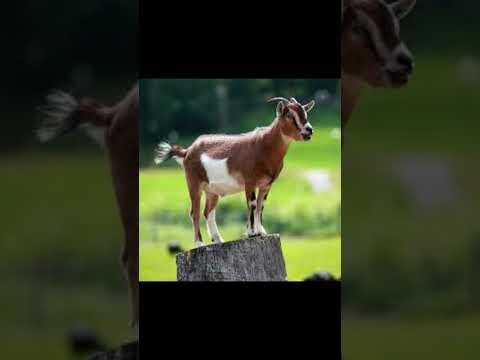 Goat Bleating Sound Effect