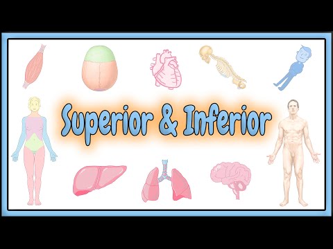 13. Superior & Inferior Terms || 2D Animation