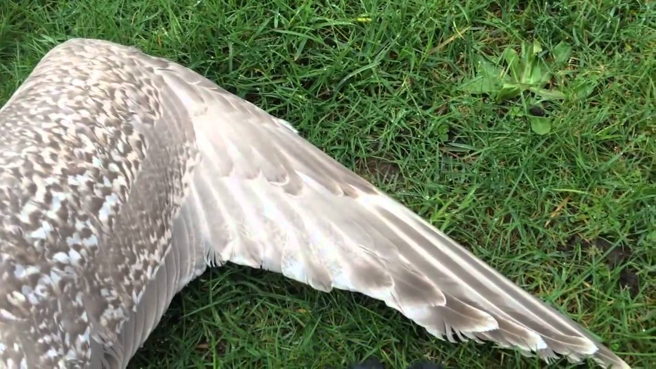 Bird Wing Anatomy - 2