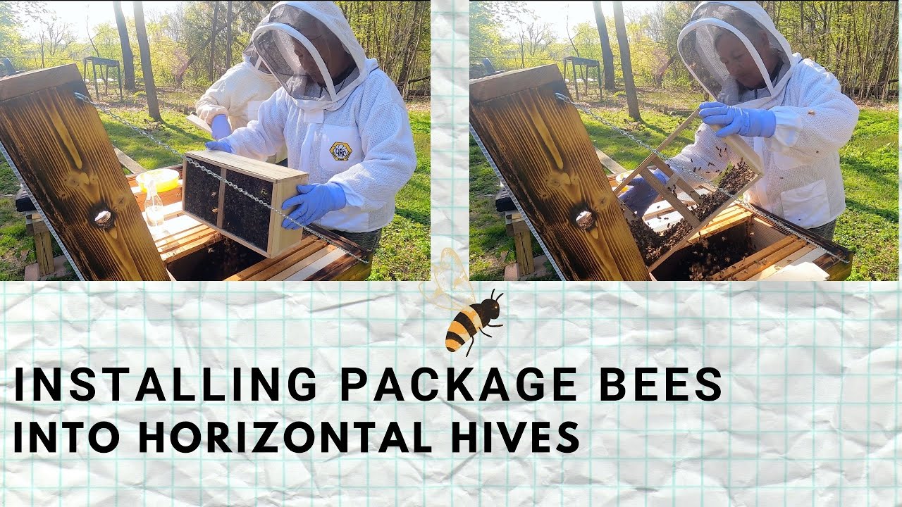 Installing Package Bees in a Horizontal Hive - 4K