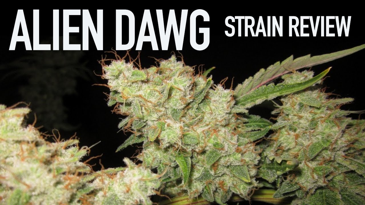 ALIEN DAWG STRAIN REVIEW