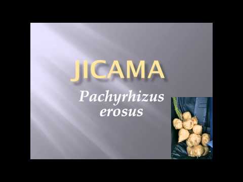 Pronunciation, Picture and Scientific name of vegetable JICAMA