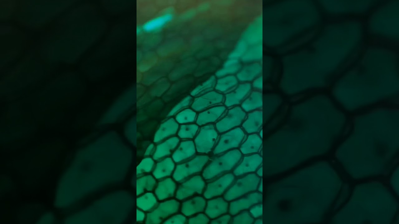 Epidermis of Allium under Microscope