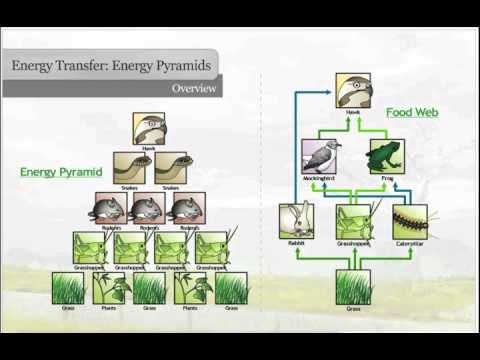 Energy Pyramid — Definition & Diagrams - Expii