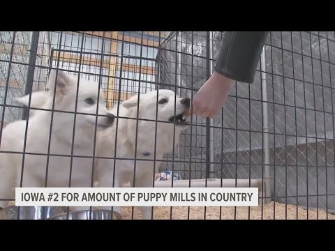 Iowa ranks 2nd worst for puppy mills in the US