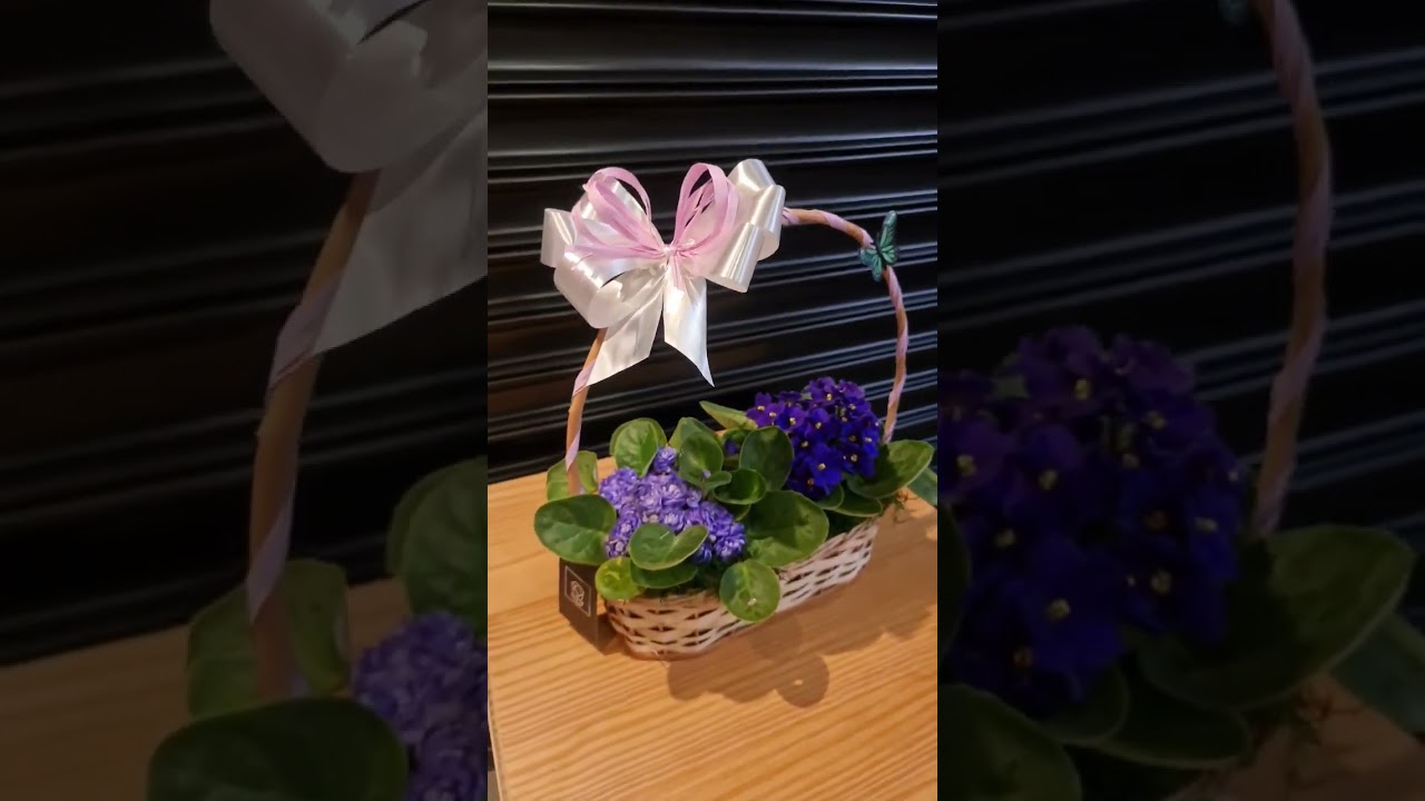 Dupla de Violetas + Cesta de Vime