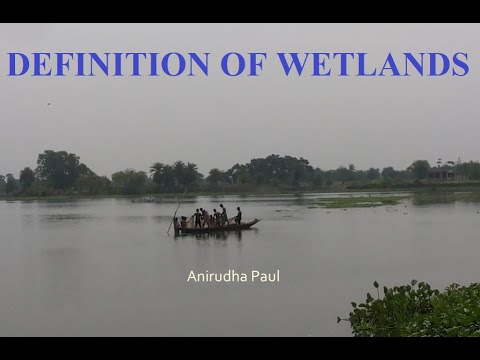 Wetland Series #1: Definition of wetlands