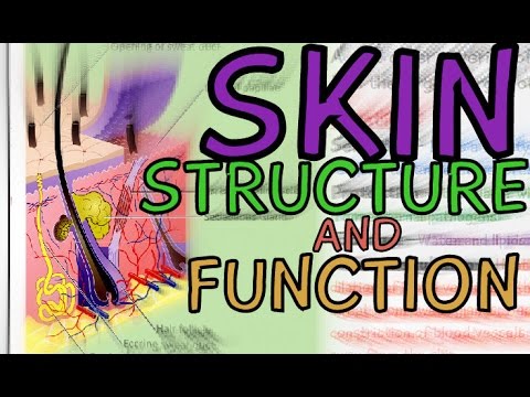 Skin - Structure and Function Explained in 3 Minutes!! Layers: Epidermis, Dermis