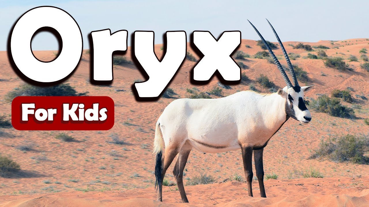 Arabian Oryxes for Kids | Learn About Animals for Kids | Learn about Arabian Oryx for Kids