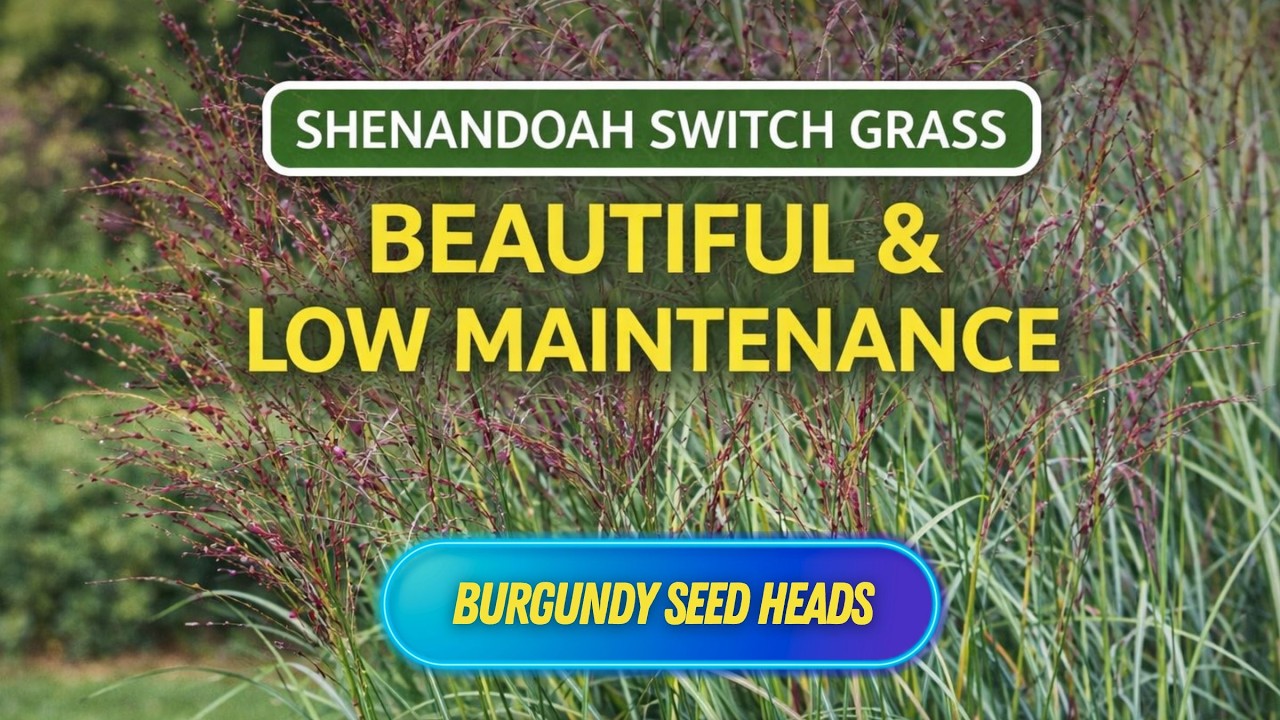 Shenandoah Switch Grass | Panicum virgatum | Perennial Grass for Landscaping