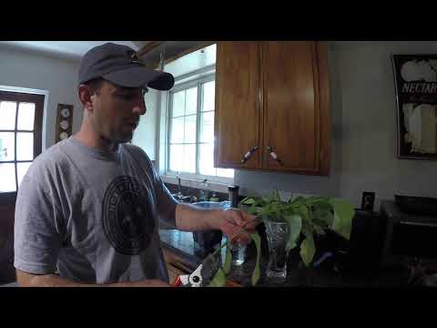Longevity Spinach, Indoor or Outdoor Nutritional Powerhouse