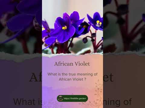 What is the true meaning of African Violet ?