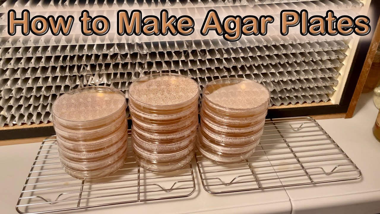 How to Make Agar Plates for Growing Mushrooms