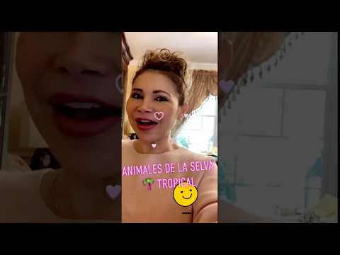 3 Rainforest animals in Spanish (3 animales de la selva tropical)
