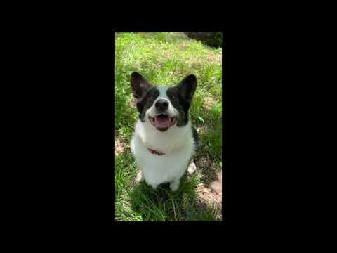 Fecal Score Video Group 6D