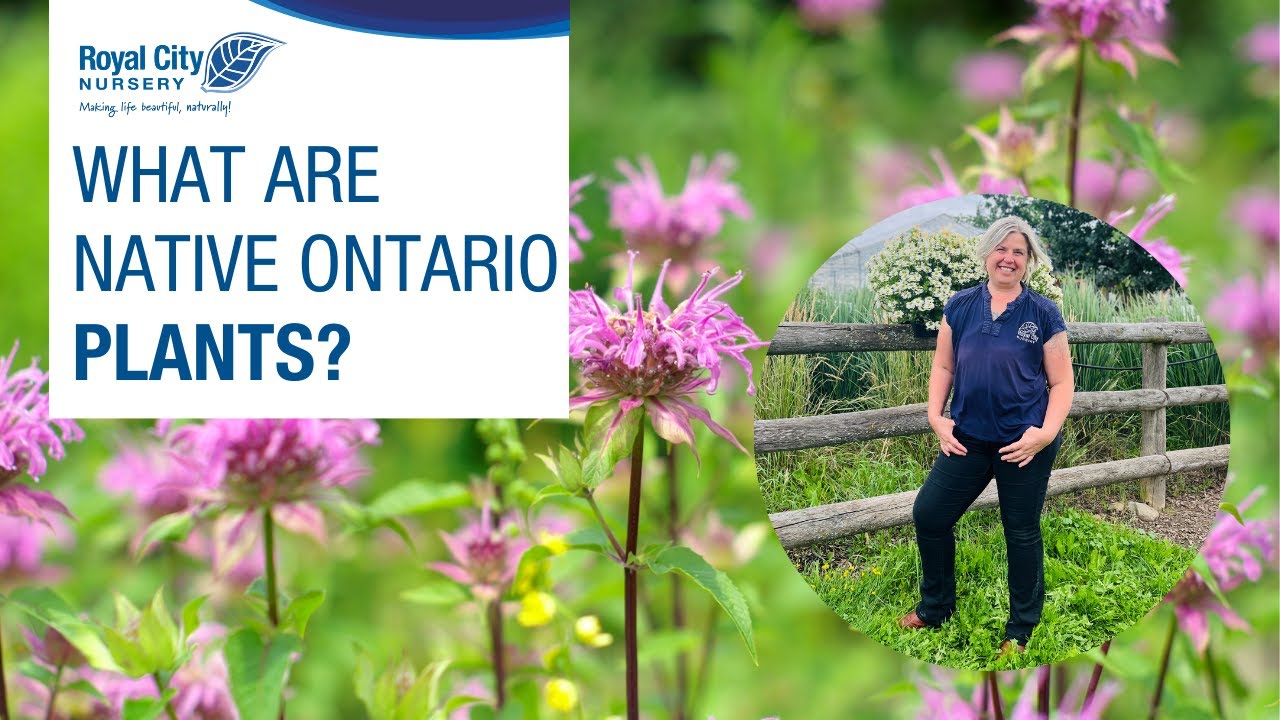 What Are Native Ontario Plants? | Walk Through with Tanya Olsen