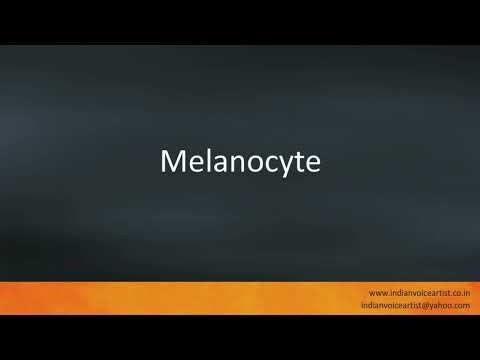 Pronunciation of the word(s) "Melanocyte".