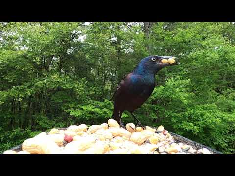 Common Grackle
