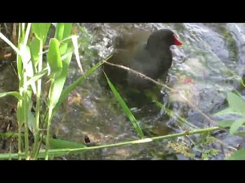 Glimpses of Nature XXVII: Moorhens