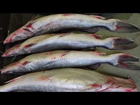 Freshwater Fishes - Wholesale Price & Mandi Rate for Freshwater Fishes ...
