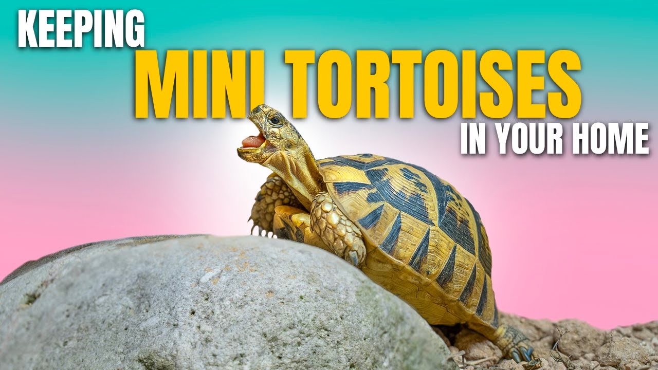 BEST Indoor Tortoise Enclosures! Easy, Effective & Beautiful
