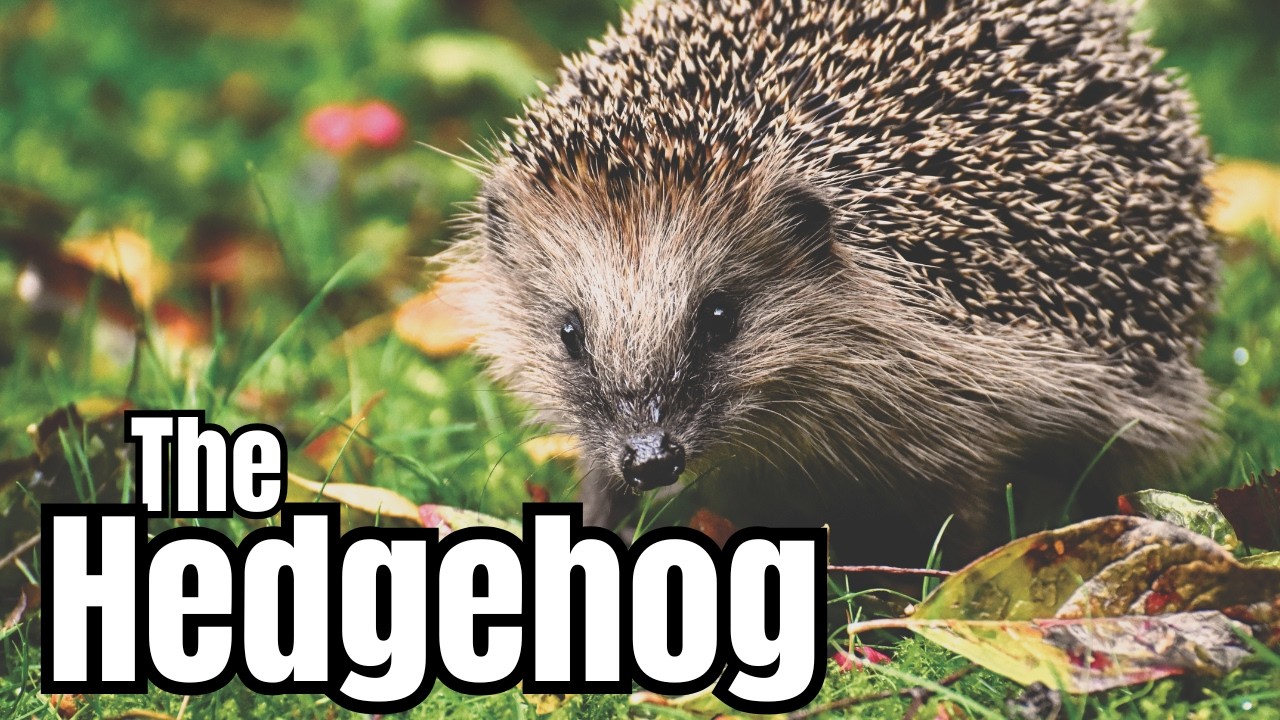 Did You Know These Hedgehog Facts?