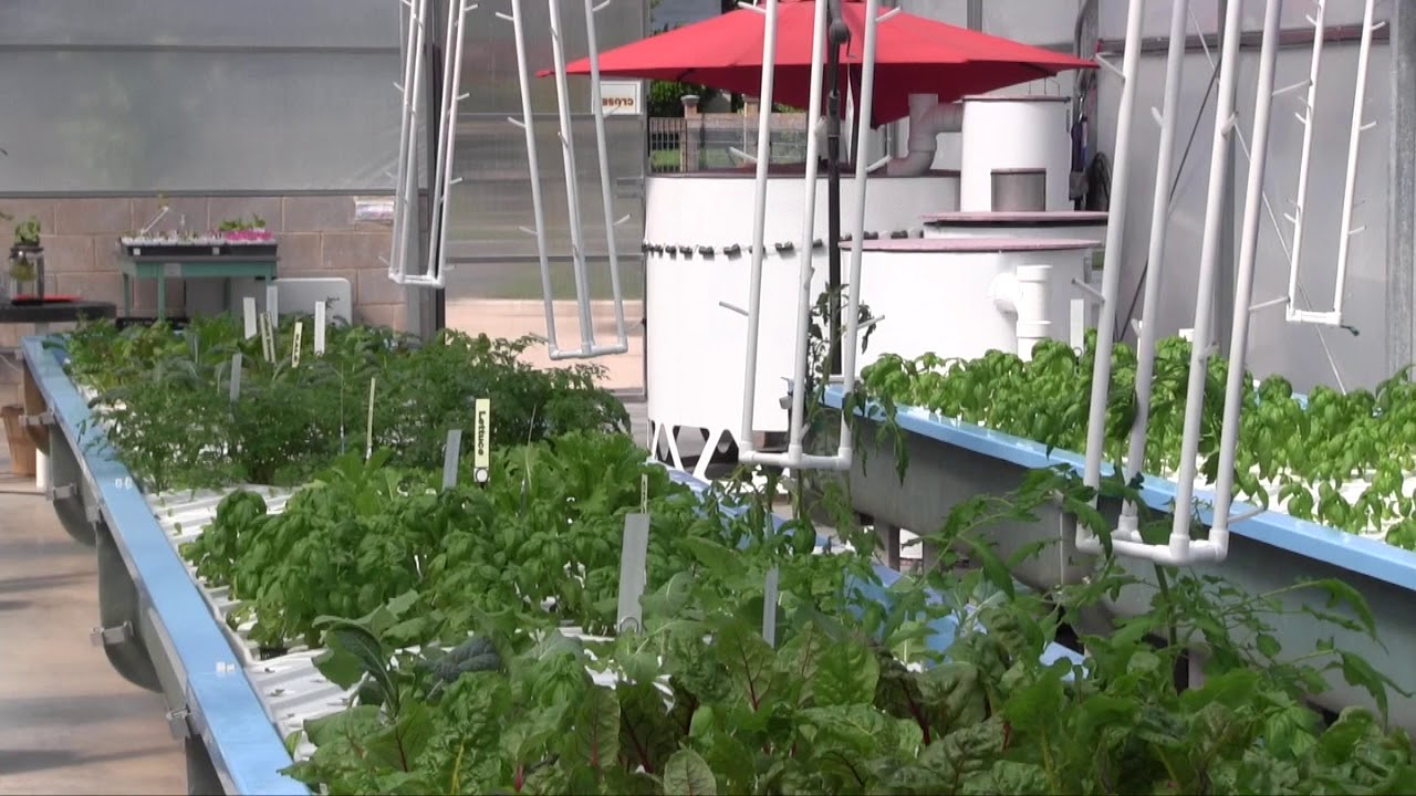 Mission Waco's Urban Reap