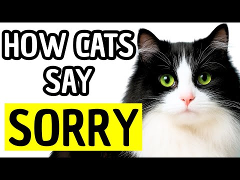 Do Cats Apologize? Discover How Cats Say Sorry