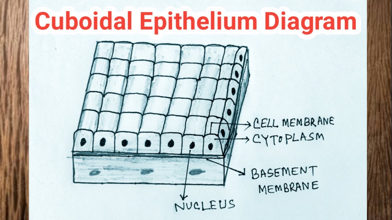 How to Draw Cuboidal Epithelium / Simple Cuboidal Epithelium Diagram