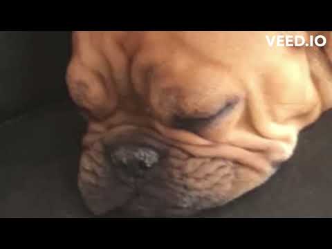 A Crusty Rough Dog Nose-Hyperkeratosis