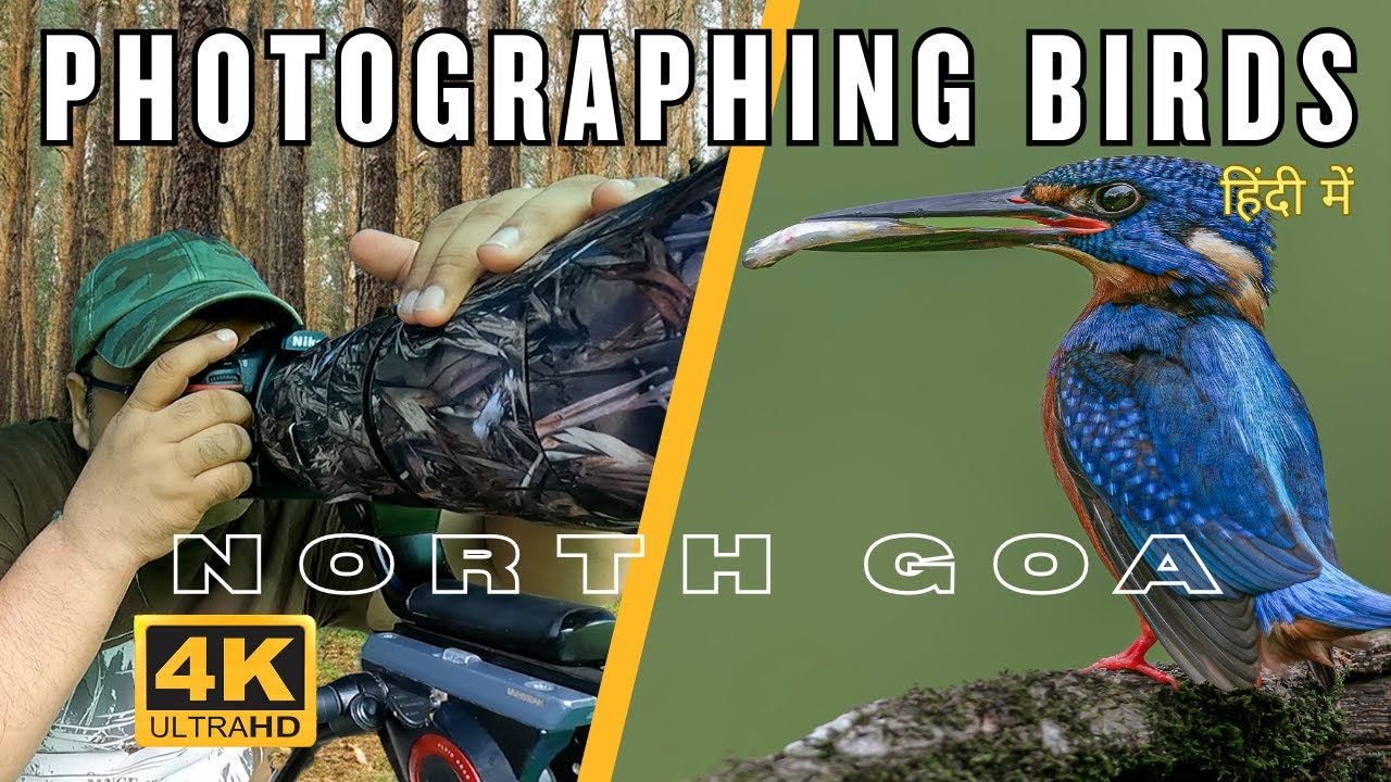 Chasing the Blue-eared Kingfisher in Monsoon Goa | Bird Photography with Nikon D850