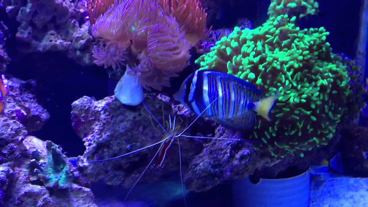 18 Types of Tangs, Surgeonfish: Find More than Dory • (Care Tips)