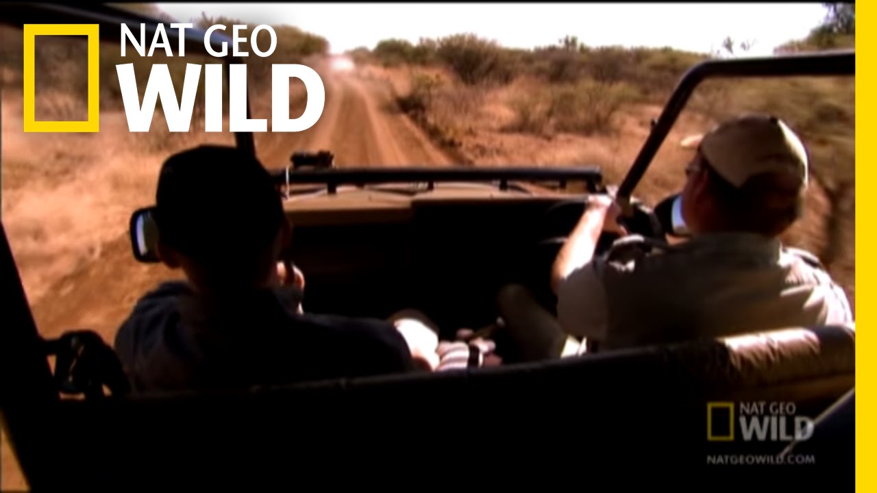 Giant Python on the Loose | Nat Geo Wild